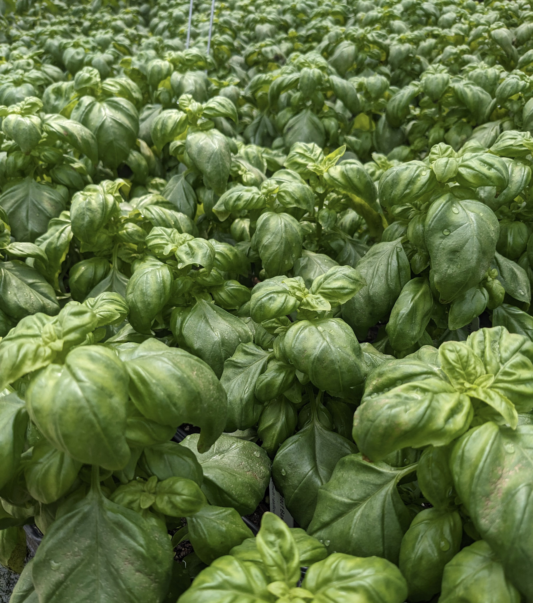 BASIL-cally, All the Basils: 12 Different Varieties and How to Use Them
