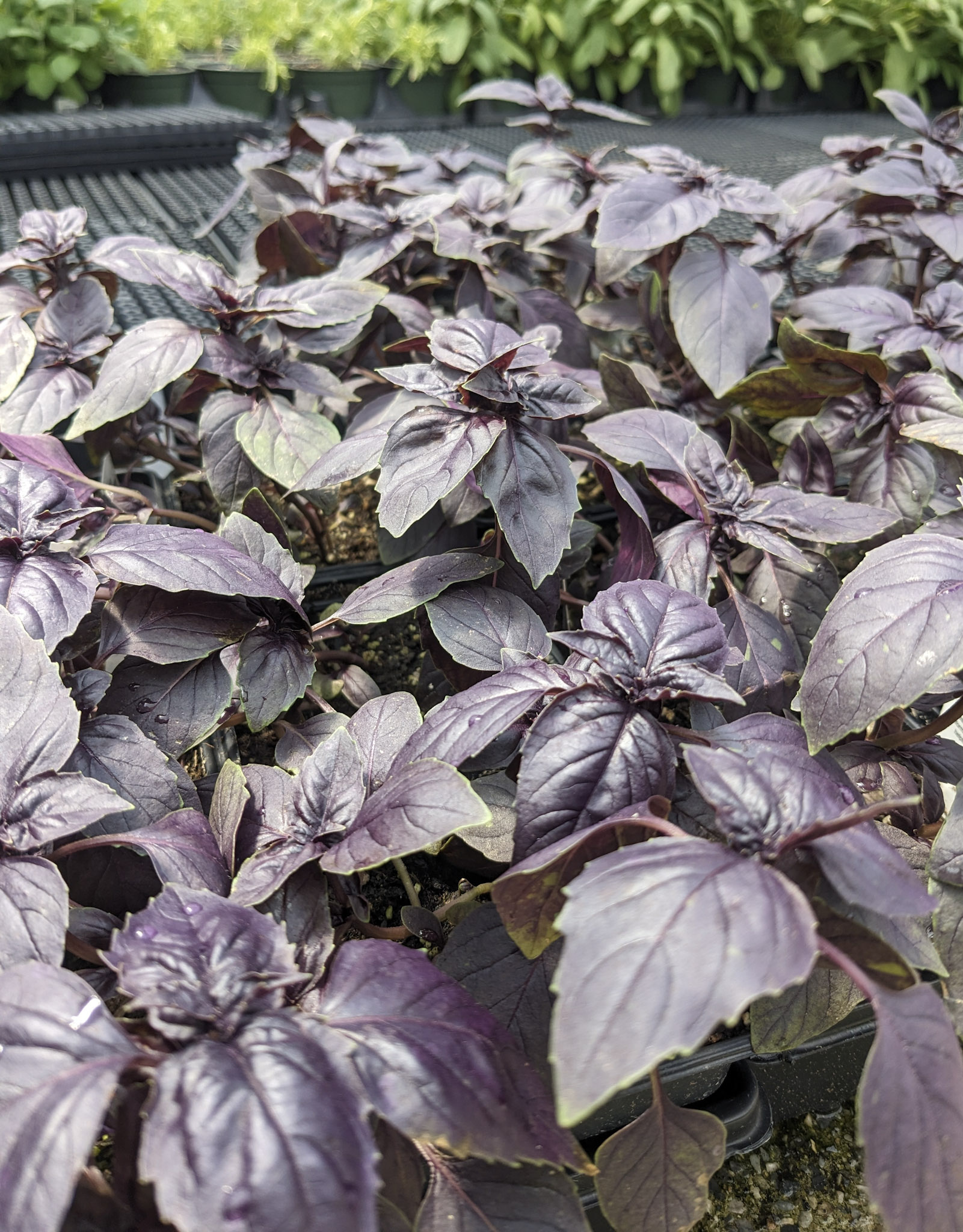 BASIL-cally, All the Basils: 12 Different Varieties and How to Use Them