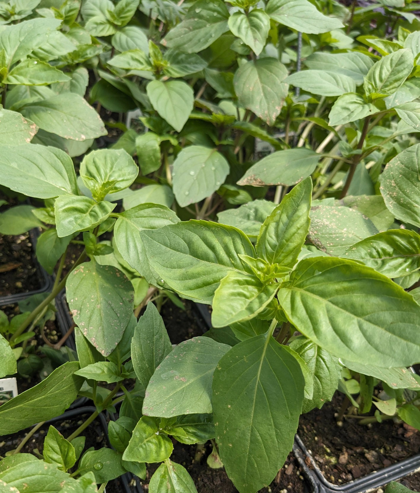 BASIL-cally, All the Basils: 12 Different Varieties and How to Use Them