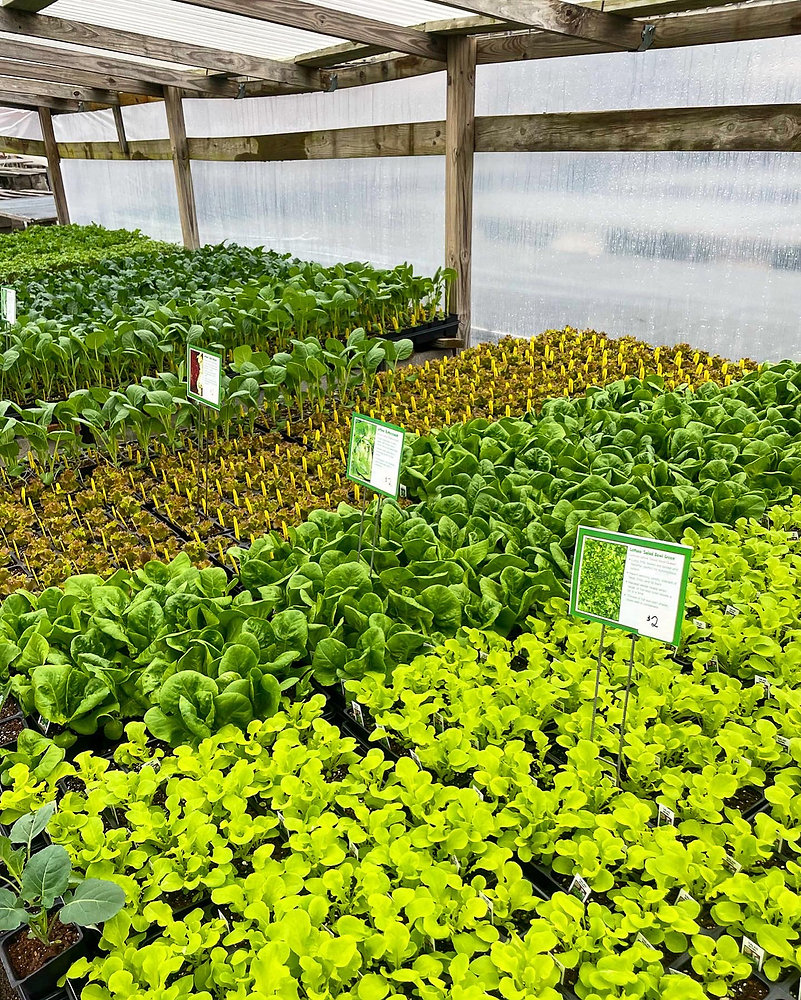 How to Harden Off Greenhouse-Grown Plants