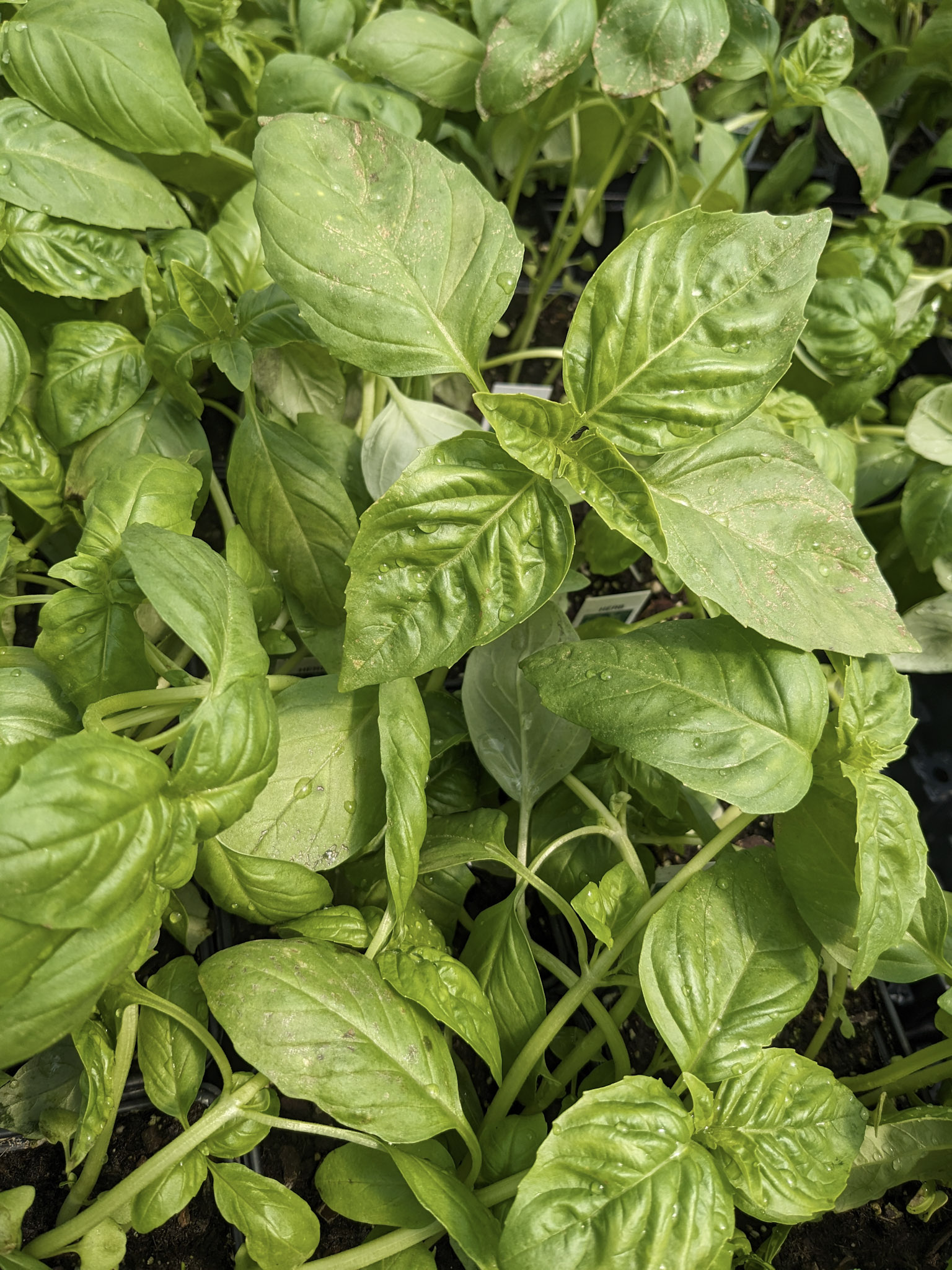 BASIL-cally, All the Basils: 12 Different Varieties and How to Use Them