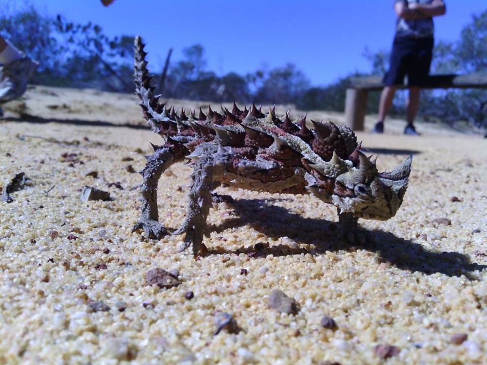 PICS | Kalbarri Abseil