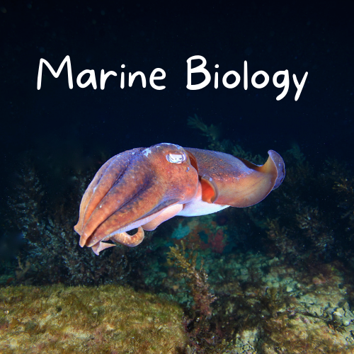 Marine Biology | Face School