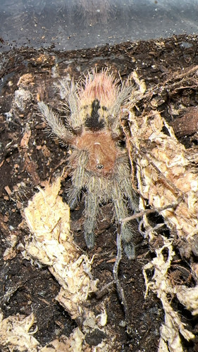 Thrixopelma ockerti (Peruvian Flame Rump) | The Molting Pot