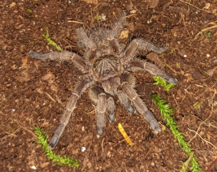 Idiothele mira (Blue Footed Baboon) | The Molting Pot