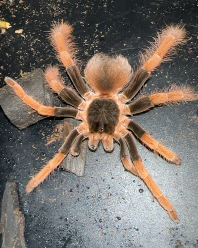 Megaphobema robustum (Columbian Giant Redleg Tarantula) | The Molting Pot