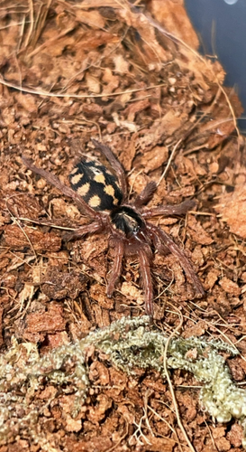 Hapalopus formosus (Large) (Pumpkin Patch Tarantula) | The Molting Pot
