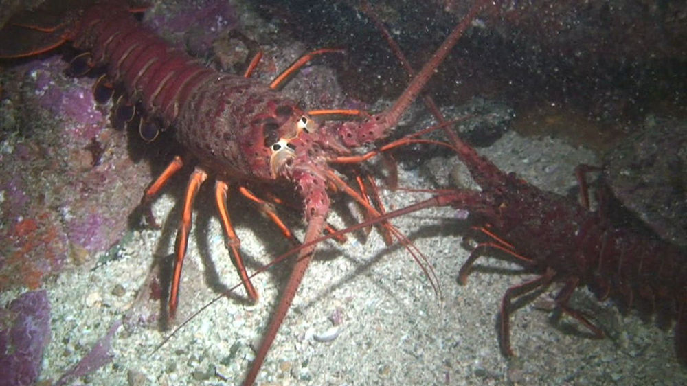 Spiny Lobster Season Opening Sept. 29