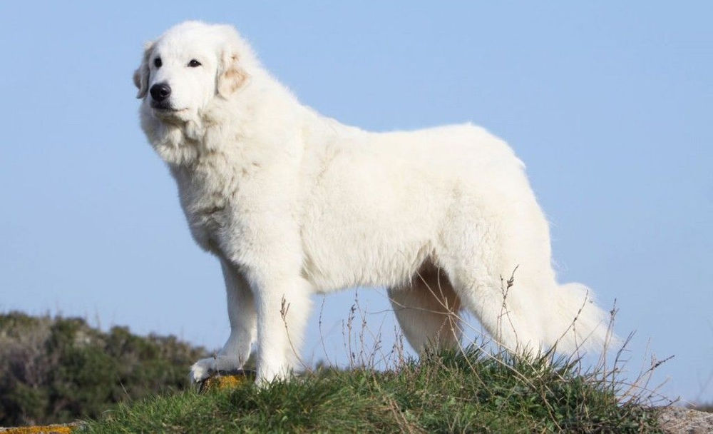Pasmine- Pirinejski planinski pas
