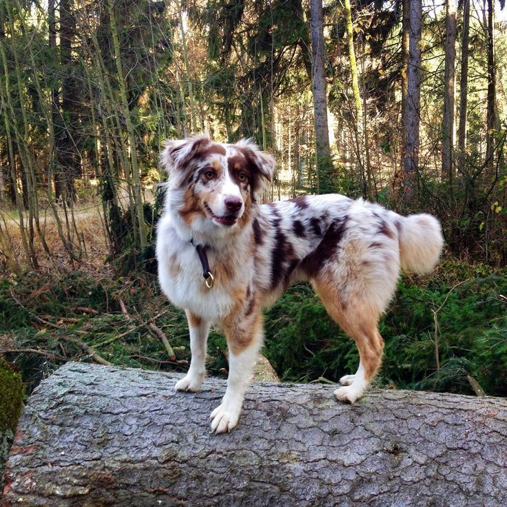 Pasmine - Australski ovčar