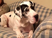 great dane rescue devon