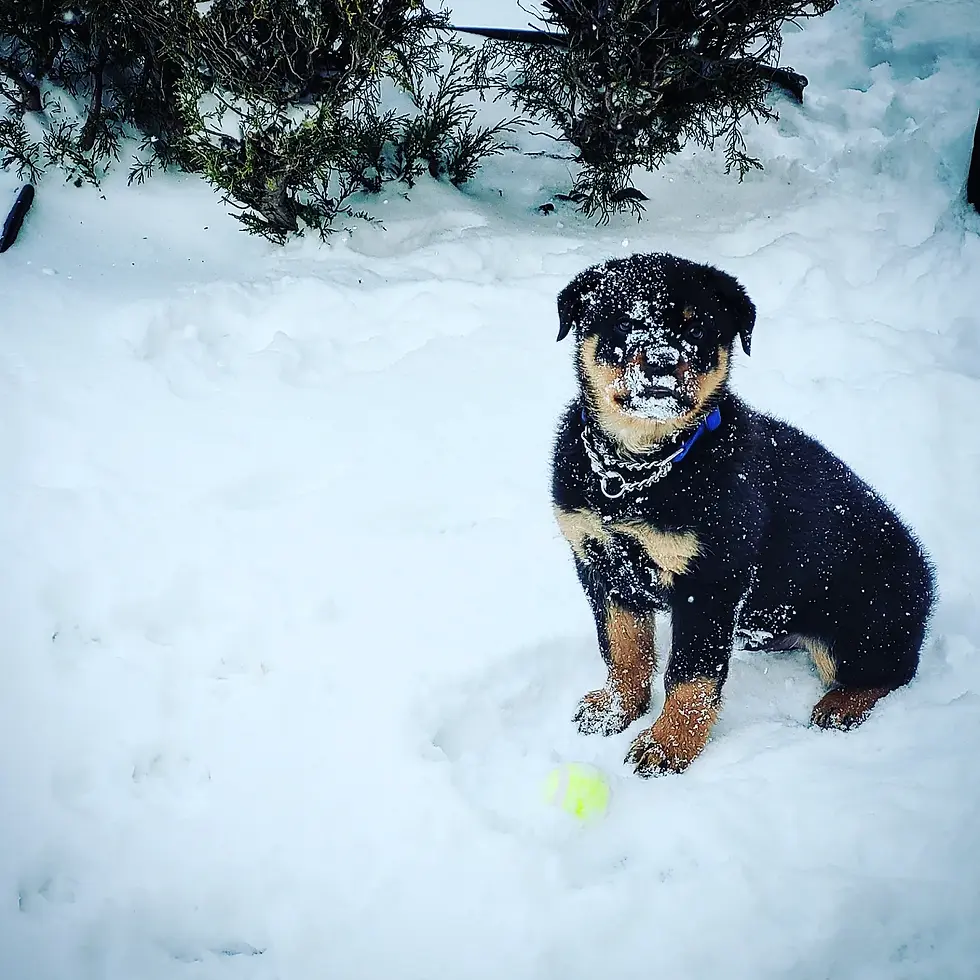 Core K9 | Dog Training in Ontario