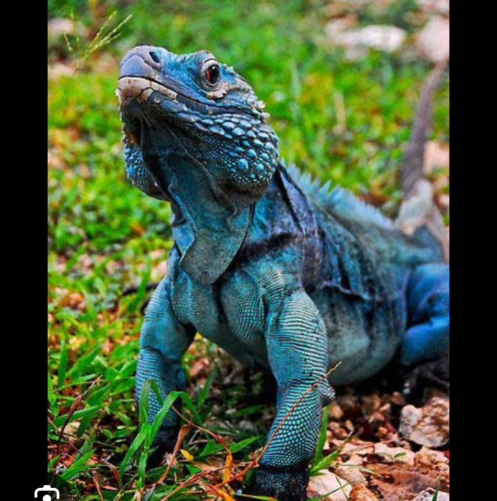 rare lizard collection