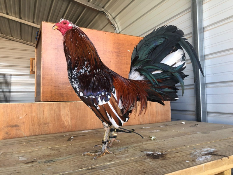 Spangled Givens Hatch