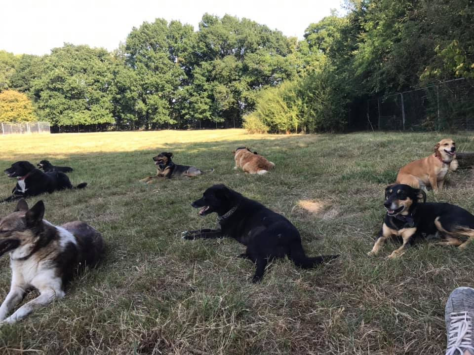 Dog Rescue | Holbrook Animal Rescue | Horsham