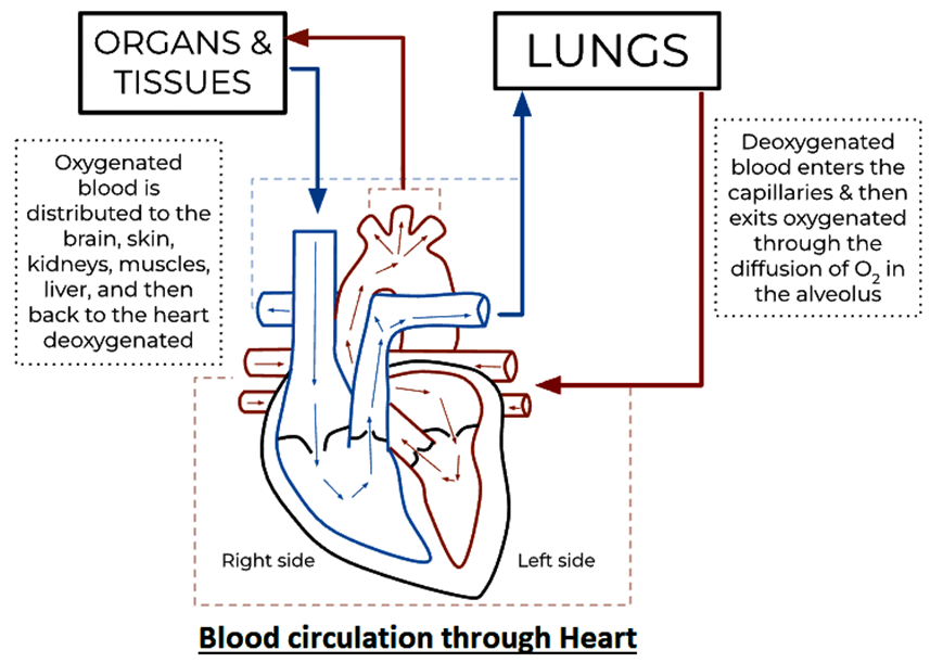 Blood circulation through heart