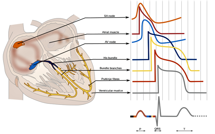 Electrocardiogram