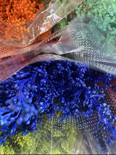 Tinted solidago | Nh blossom Depot and