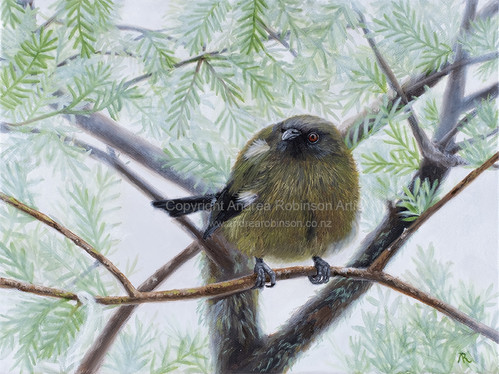 Korimako/Bellbird - original oil on canvas, framed | andrearobinsonartist
