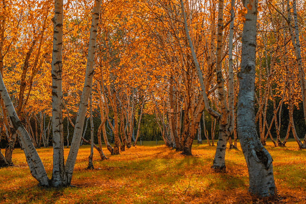 ABOUT | Merlin Drone