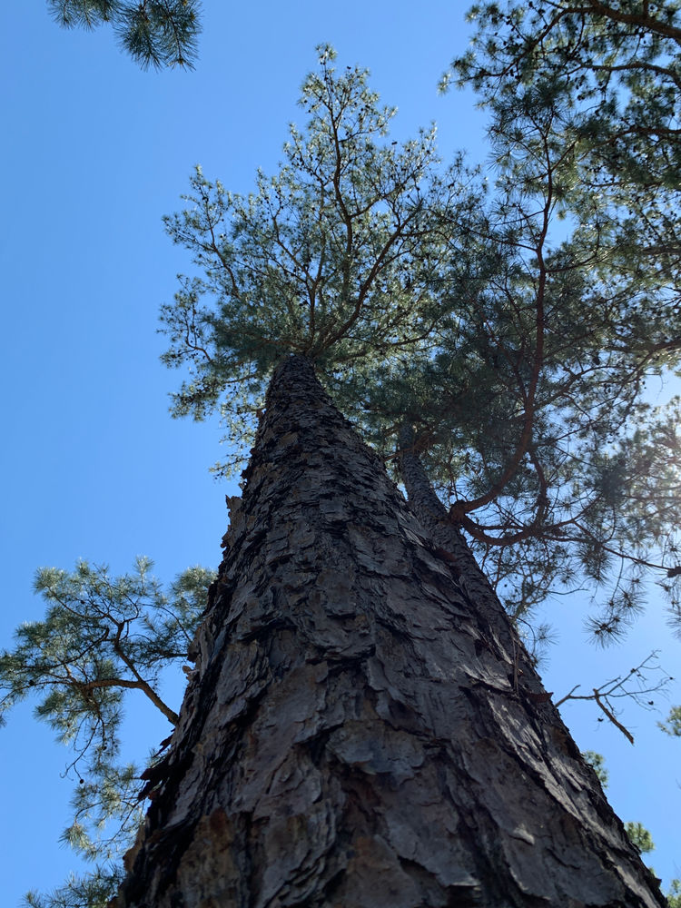 Easter and the Three Most Important Trees in the Bible