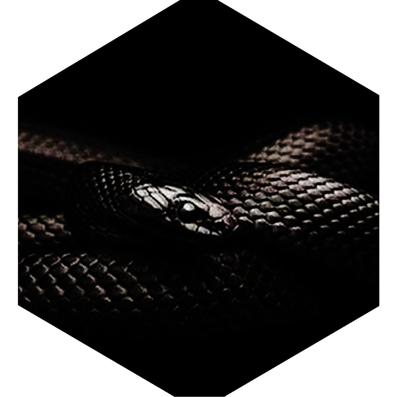 Screenwriter | James Roblin | United Kingdom