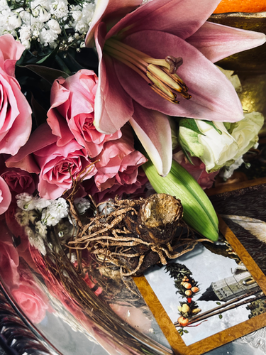 Dixie John Root | BanexBramble