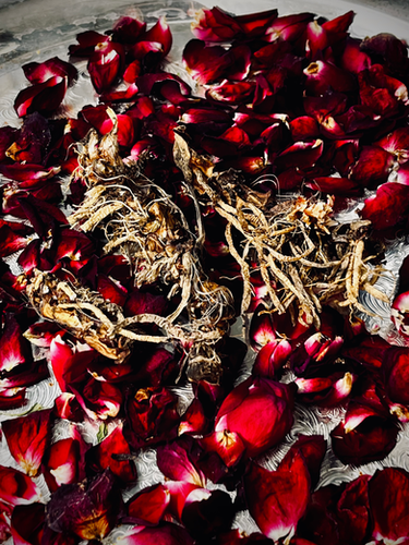 Genuine Jezebel Root for Witchcraft | BanexBramble