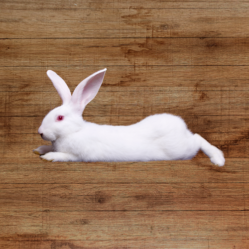 Whole Prey Rabbit | Brittany Ridge Farms