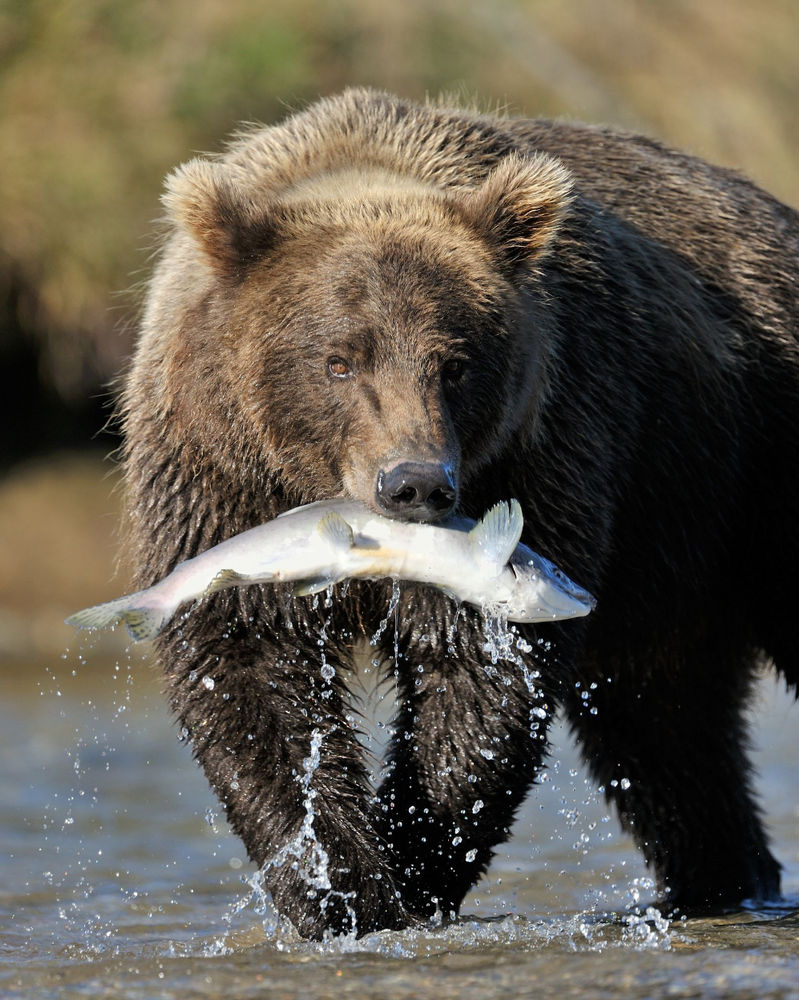 Eat Like a Bear!