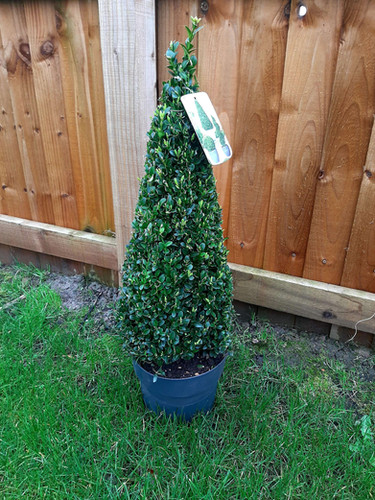 Buxus (Topiary) Pyramid (60cm) | Bradshaws Farm Shop