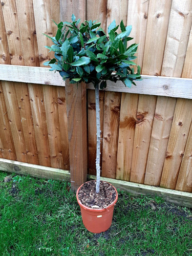 Bay (Laurel) Standard Tree | Bradshaws Farm Shop