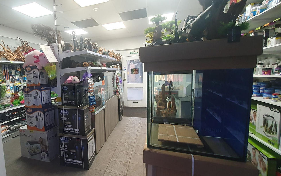 fishtopia | aquatic | 4 Radford Street, Stone, UK