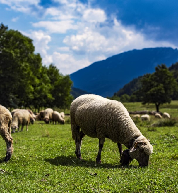 The Importance of Treating Farm Animals with Respect and Compassion