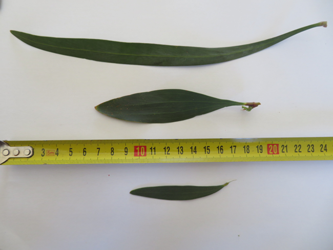 How to distinguish between Port Jackson Willow, Long-leaved Wattle and ...