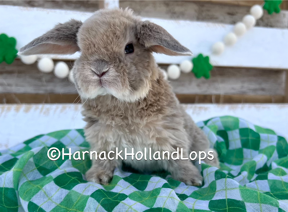 Blue eyed white holland lop | United States | Shannon's Loved Lops