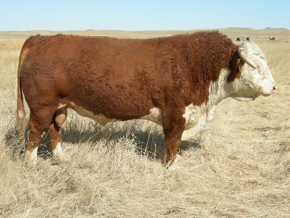 Herd Sires | sparksherefords