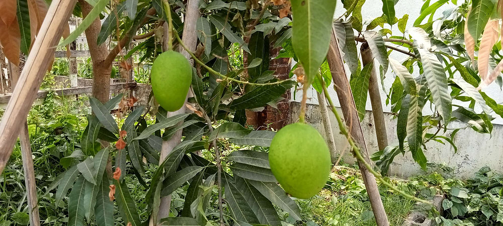 Myanmar mango
