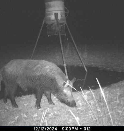 THERMAL HOG HUNTS | Texas Hog Hunting | Hog Hunting Price