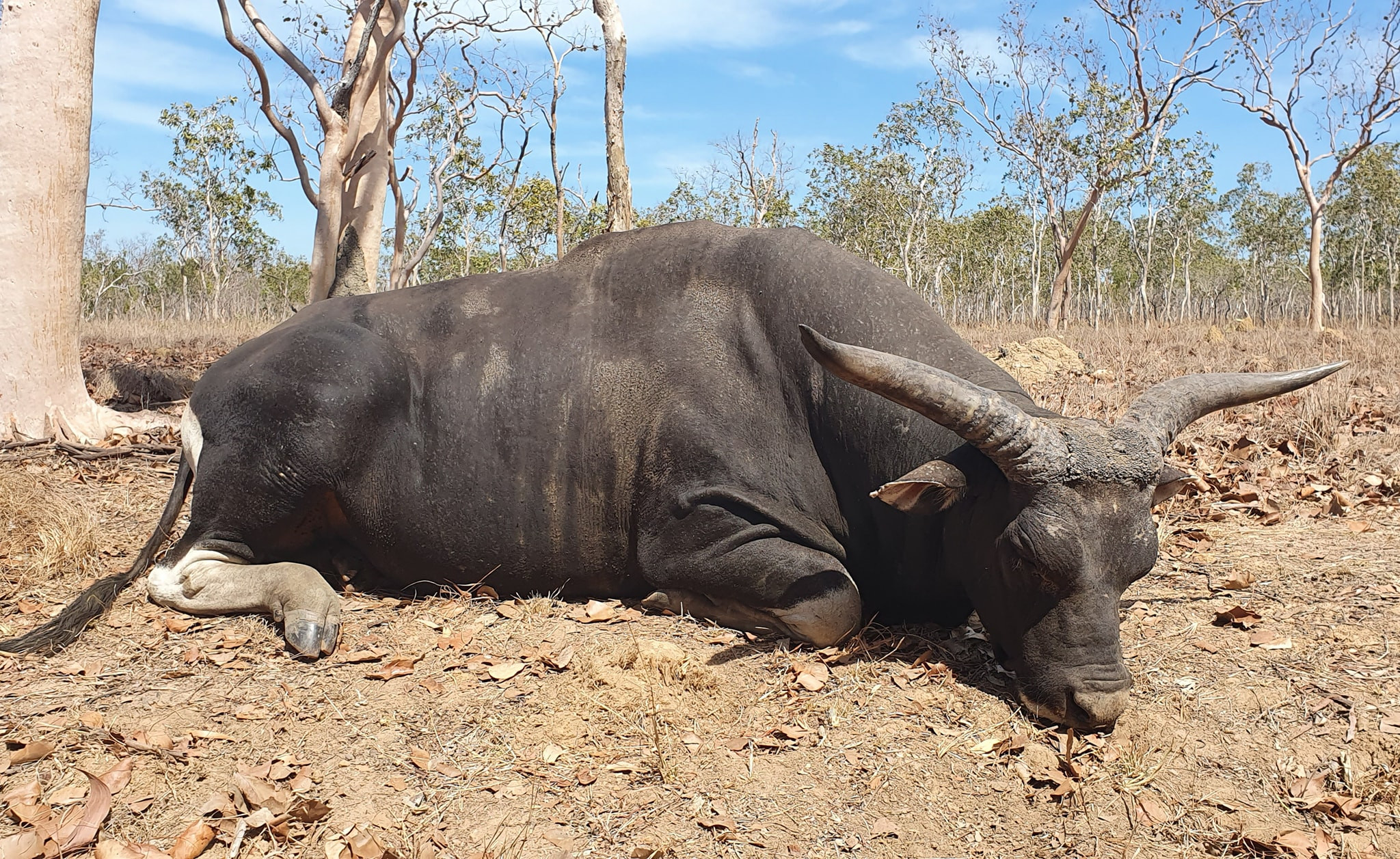 Hunting Water Buffalo & Banteng Outfitters in Australia's Northern ...