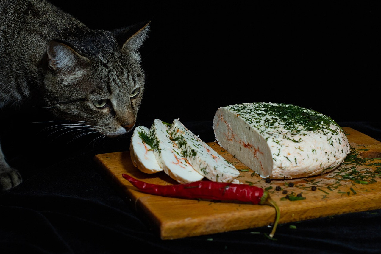 Can Cats Eat Cheese? What Every Cat Owner Should Know