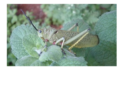 Teaching about Garden Creatures