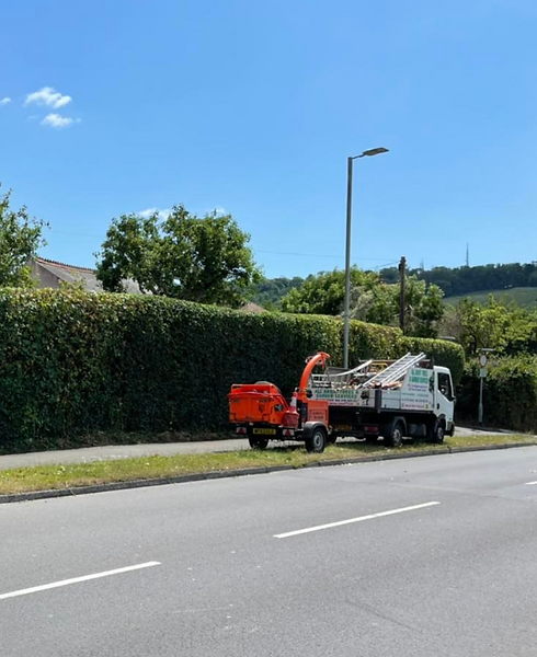 Tree Surgery | All About Trees | Plymouth