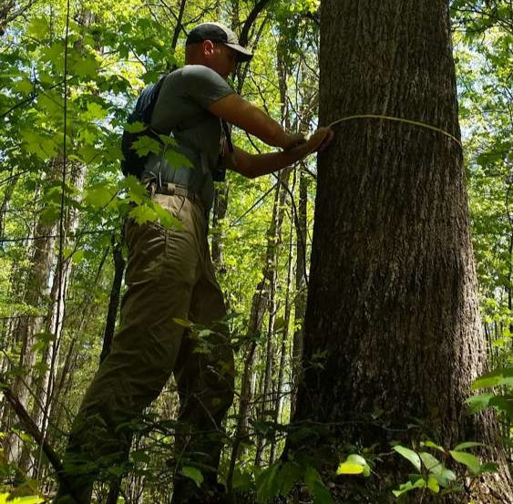 Timber Cruise Basics