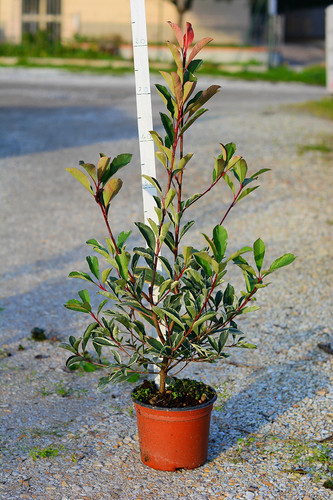PHOTINIA VARIEGATA | vivaio-alex-ciardi
