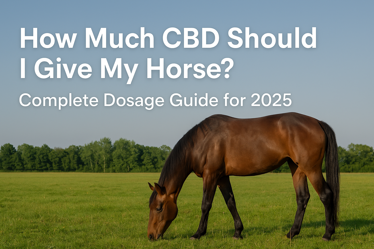 How Much CBD Should I Give My Horse? Complete Dosage Guide for 2025