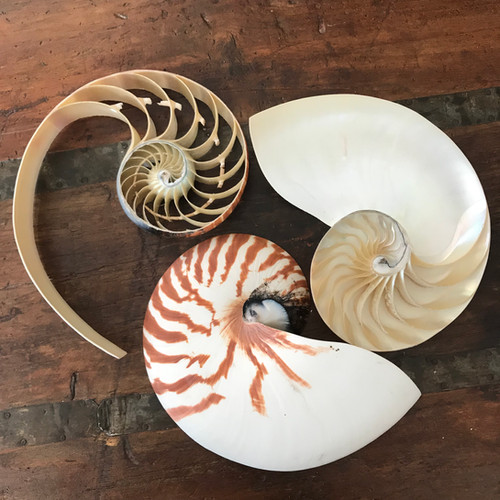 TRI CUT STRIPED NAUTILUS SHELL SET | 34degrees