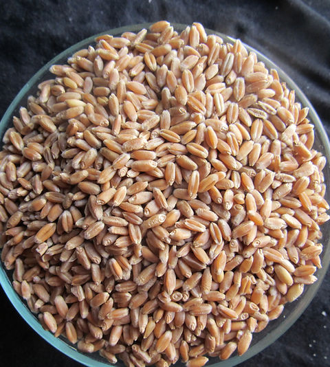 hard red spring wheat
