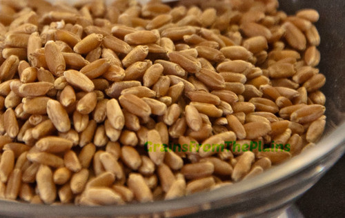 Colorado Rustic Red Hard Red Winter Wheat Berries | grainsfromtheplains
