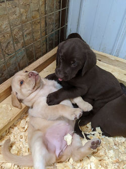 Lab Breeder | Richard Labradors | United States